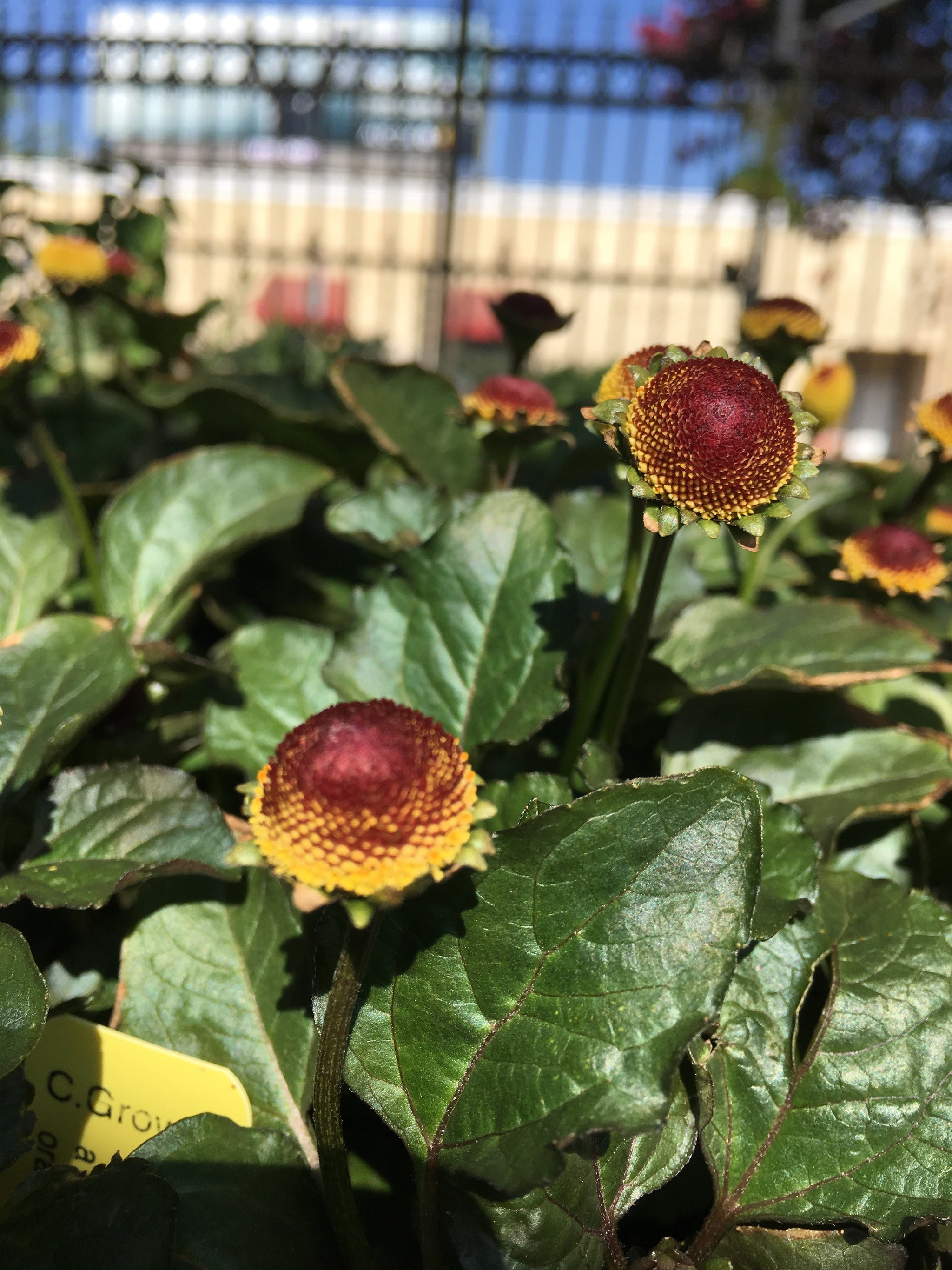 Toothache Plant seeds – Starfish Honey