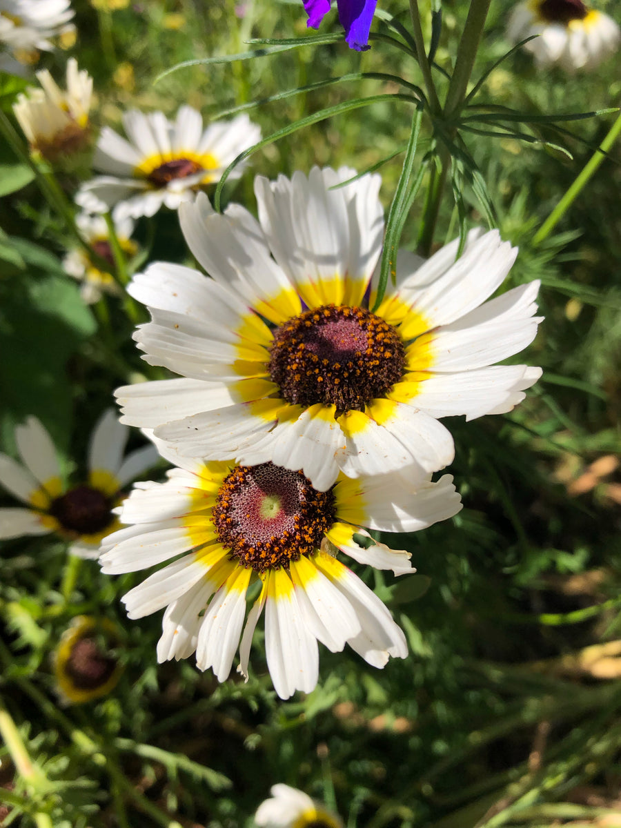 Painted Daisy ( Pyrethrum daisy) Mixed – Starfish Honey