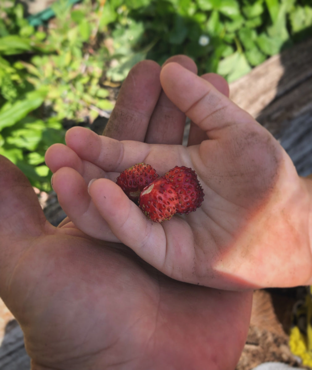Alpine Strawberry Seed (Wild Strawberry) – Starfish Honey
