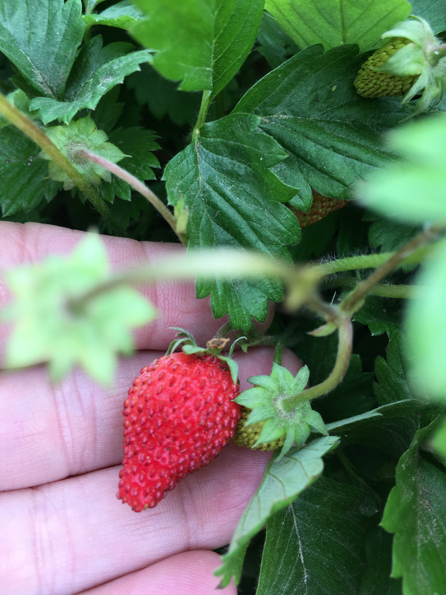 Alpine Strawberry Seed (Wild Strawberry) – Starfish Honey