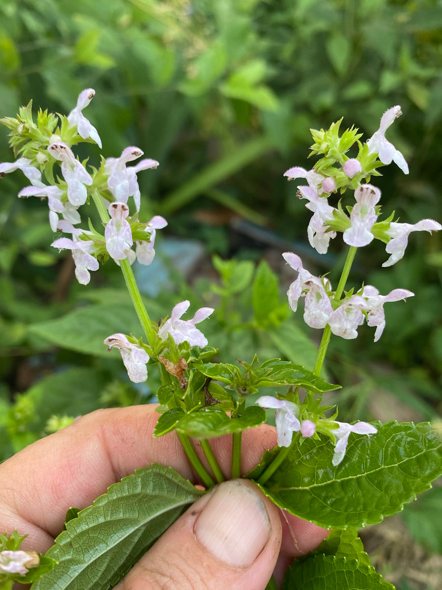 Germander (Teucrium canadense) seeds – Starfish Honey