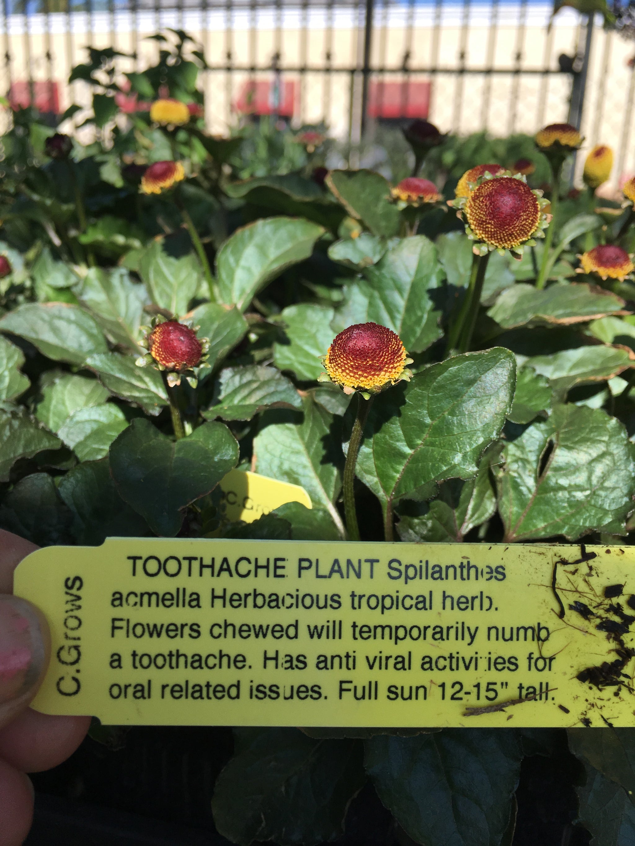 Toothache Plant seeds – Starfish Honey