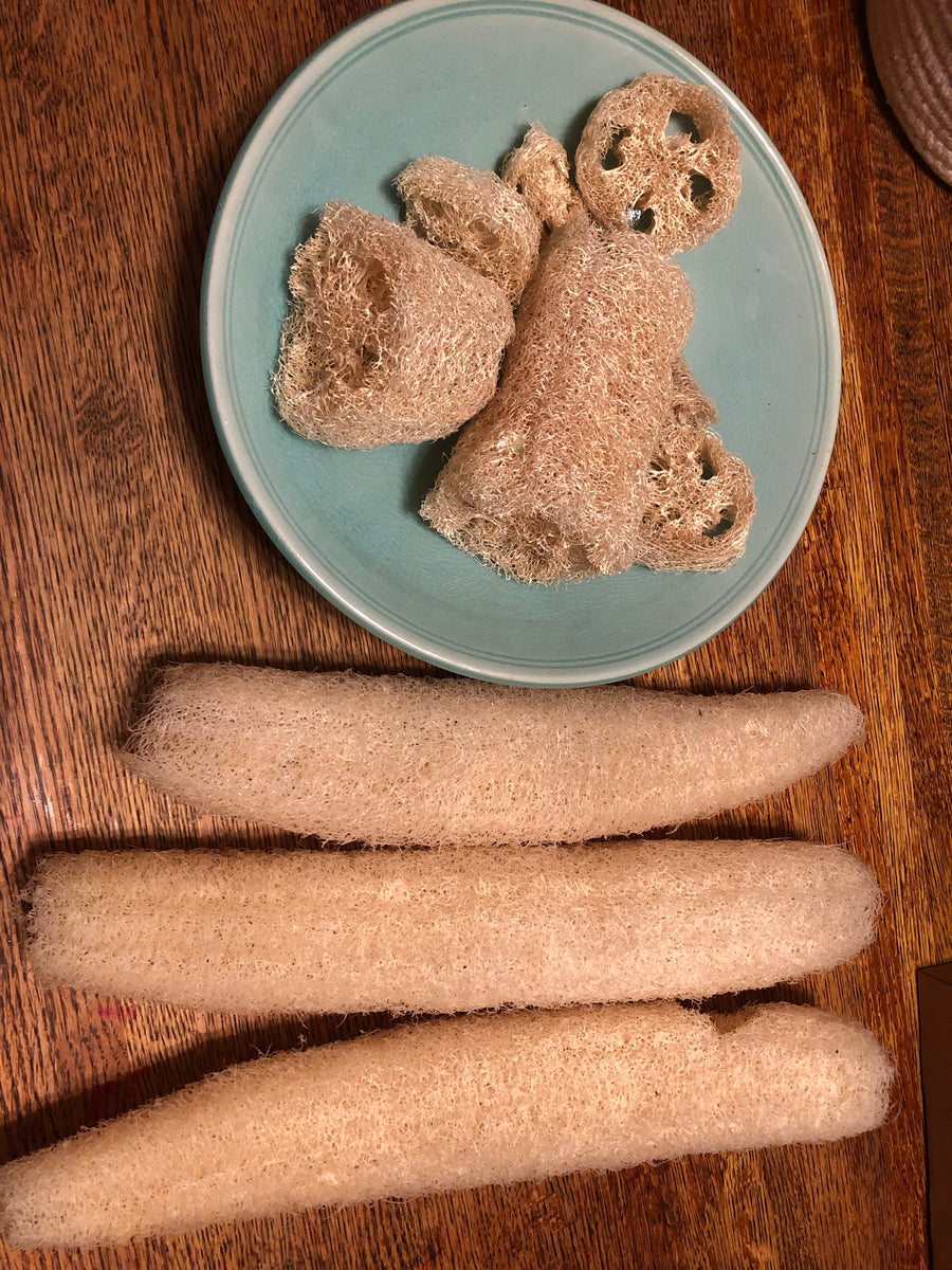 Luffa Gourd Seeds – Starfish Honey