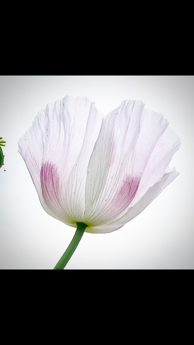 Poppy P. Somniferum (Dutch Buddha) Seed – Starfish Honey