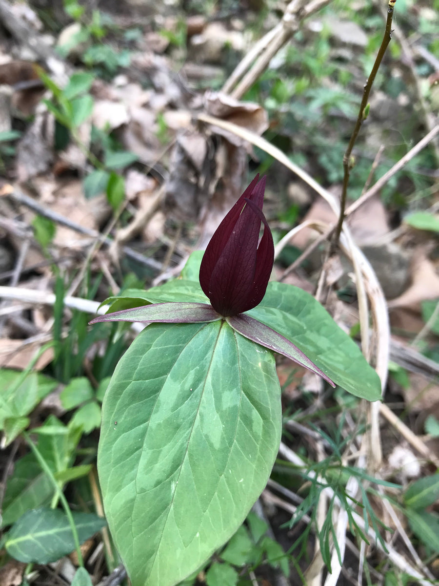 Red Trillium Root (Trillium erectum) Birth Root – Starfish Honey