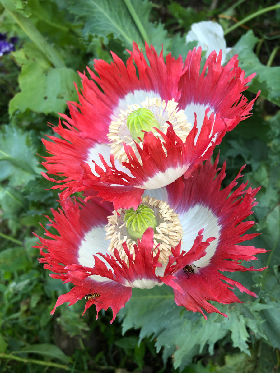 Poppy P. Somniferum (Danish Flag - Fringe) – Starfish Honey