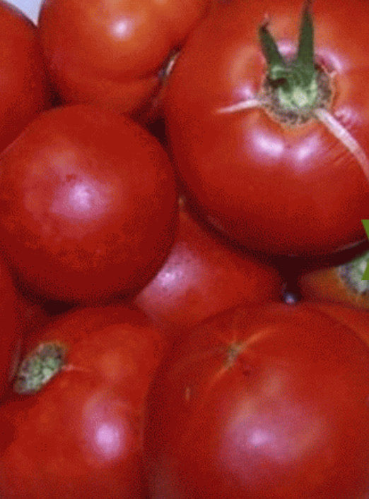 Tomato - Heirloom Wisconsin 55 – Starfish Honey