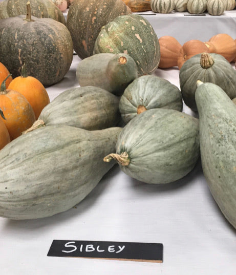 Winter Squash (Sibley) (20 ct) – Starfish Honey