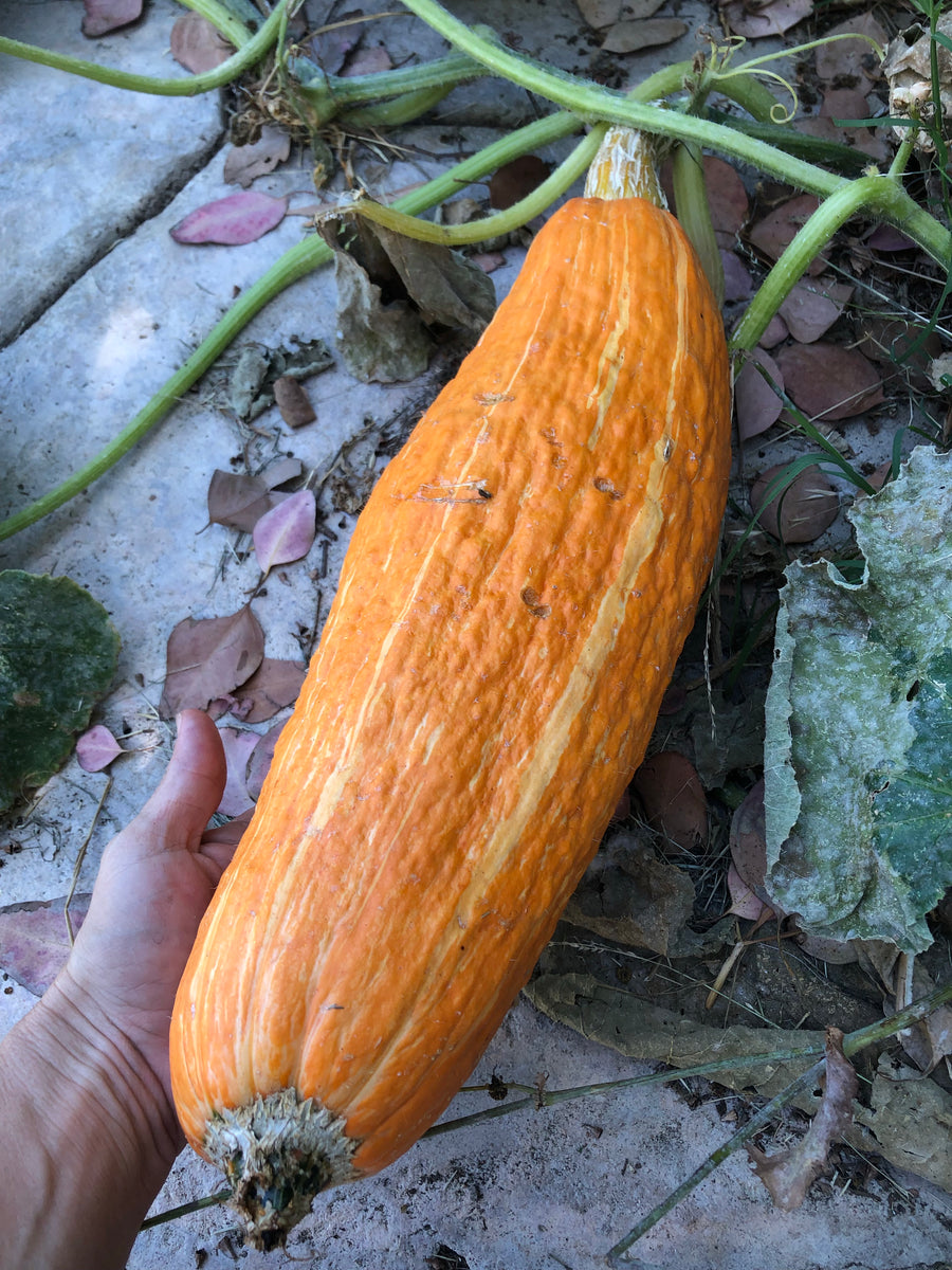 Gete Okosimin Squash Seeds – Starfish Honey