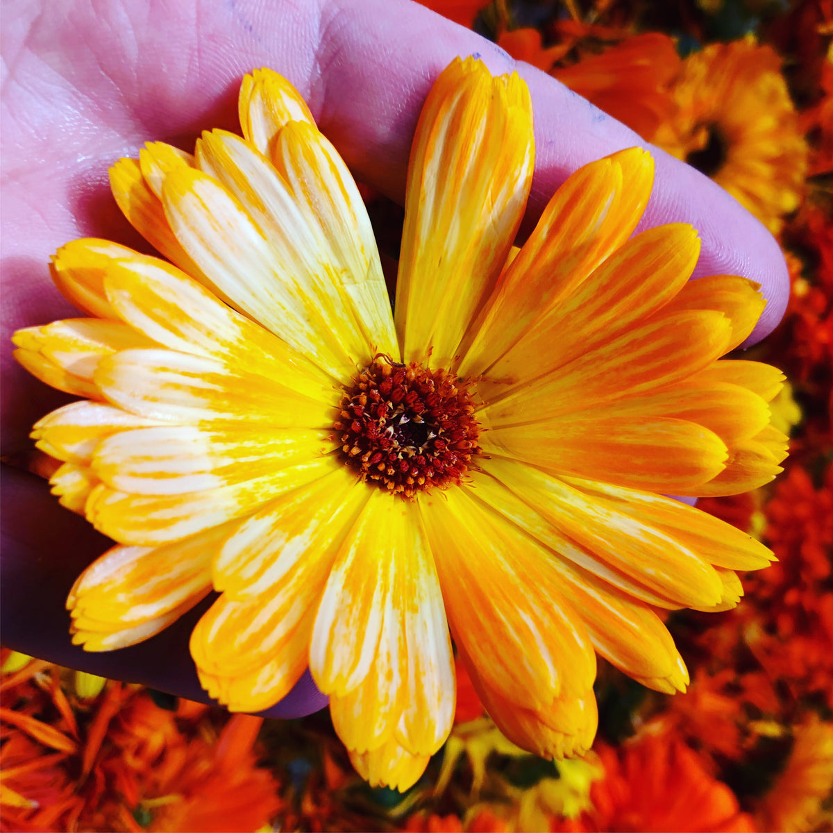 Calendula - Giant Egyptian – Starfish Honey