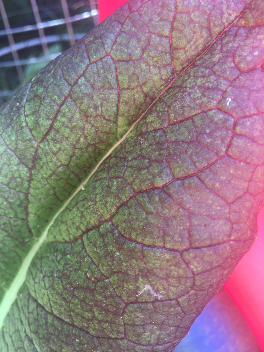 Japanese Red Mustard Seed – Starfish Honey