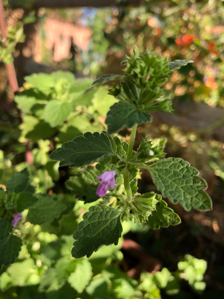 Horehound (Black) Balotta Nigra seed – Starfish Honey