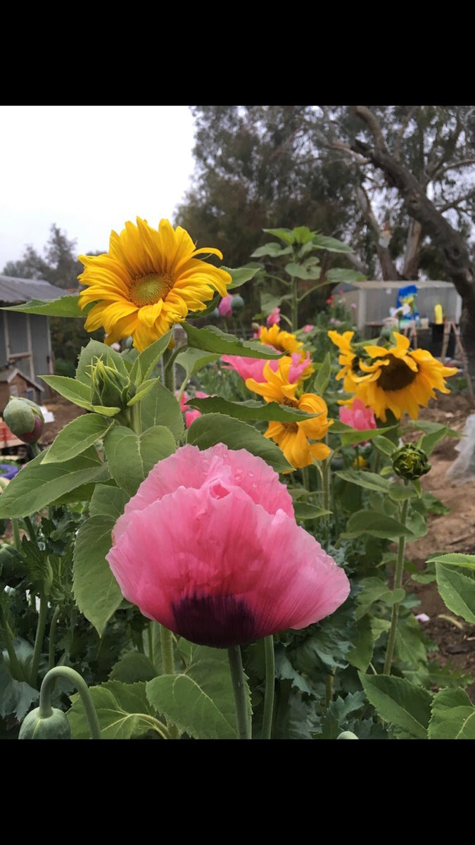 Poppy P. Somniferum (Walter’s Pink for warm weather zones) – Starfish Honey