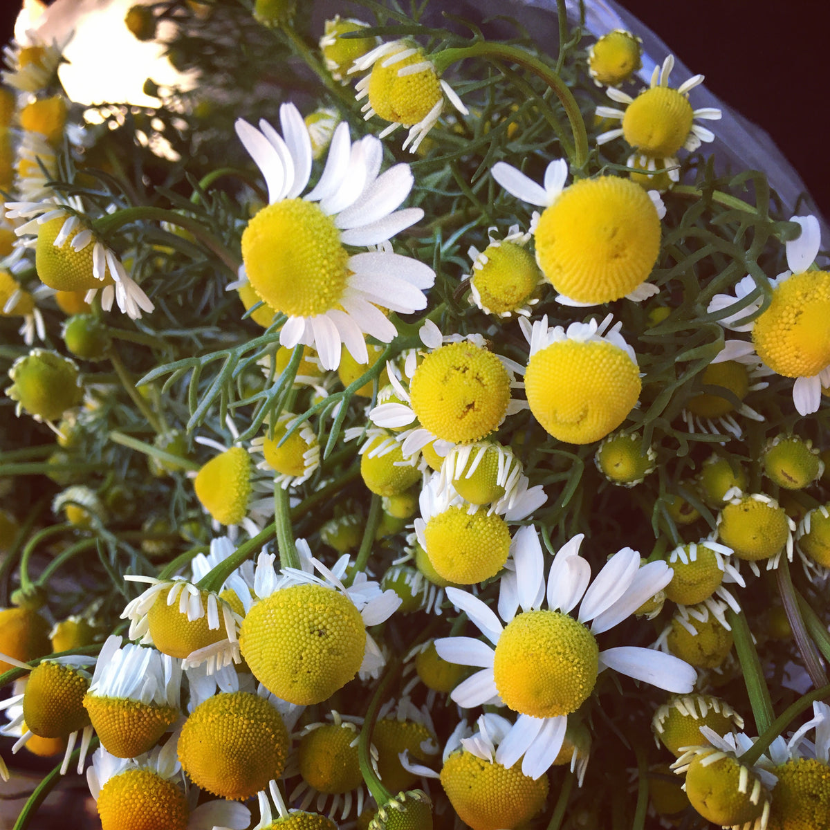 Chamomile (German) seed – Starfish Honey