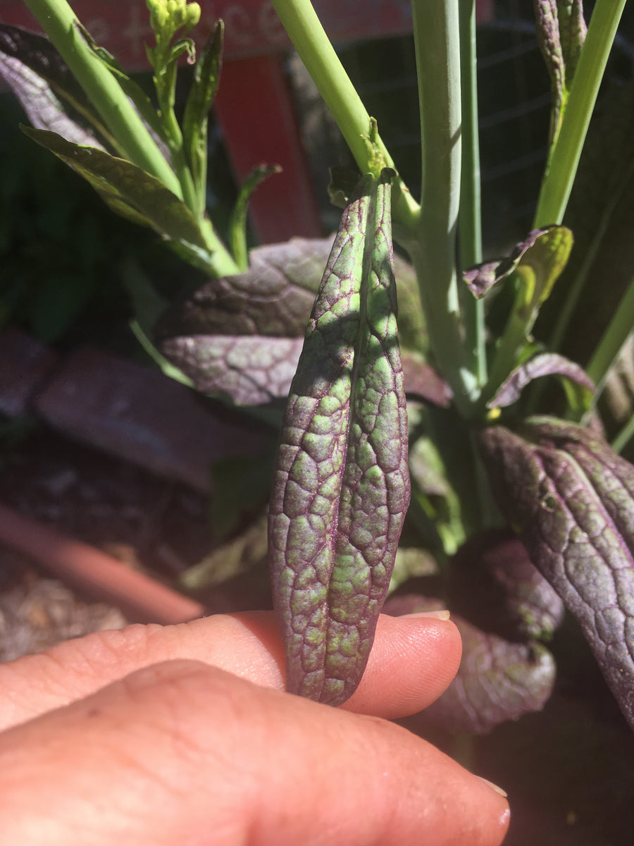 Japanese Red Mustard Seed – Starfish Honey