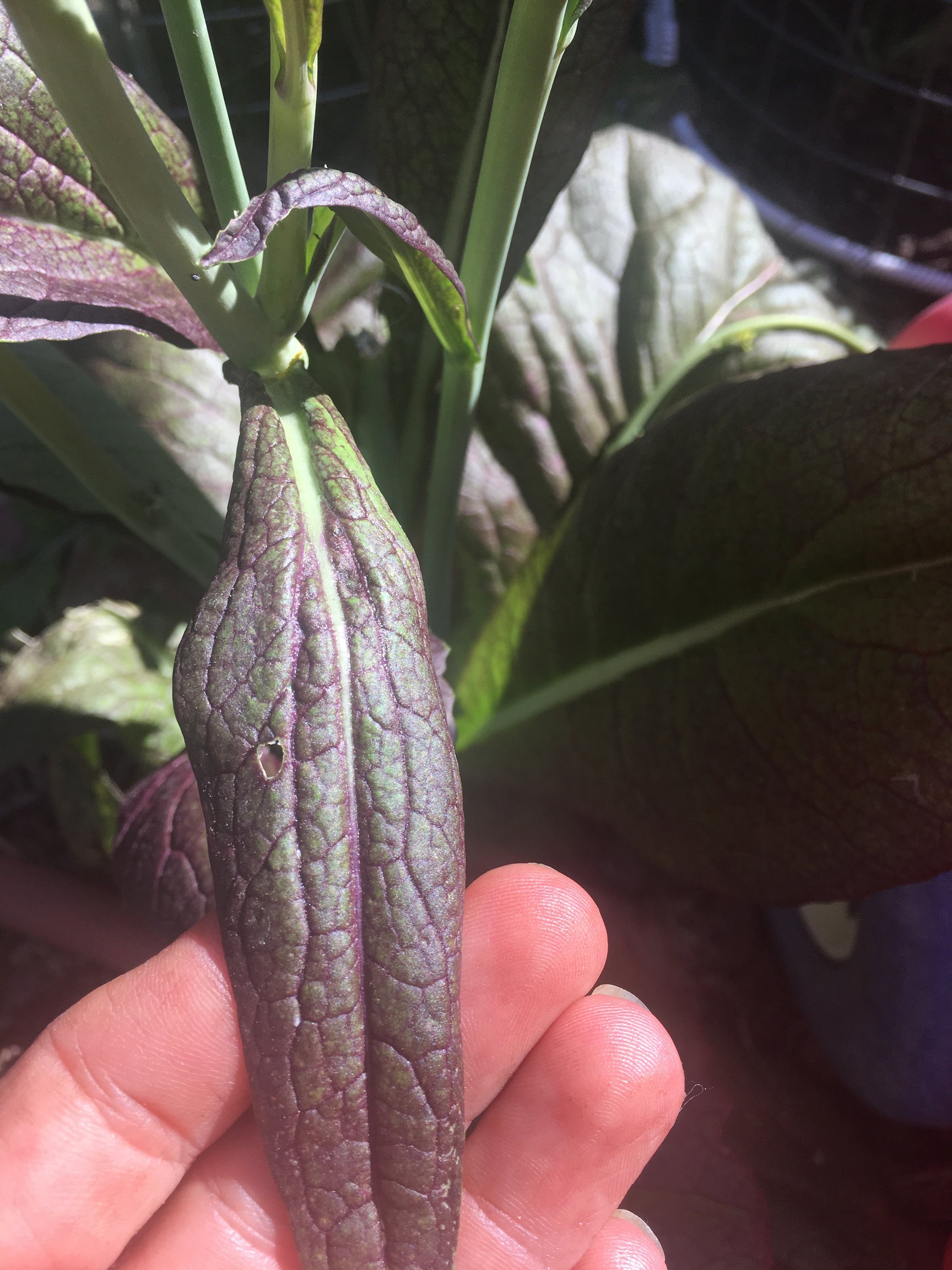 Japanese Red Mustard Seed – Starfish Honey