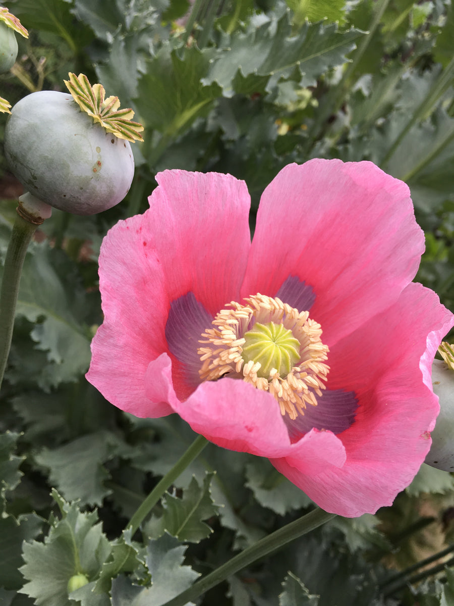 Poppy P. Somniferum (Walter’s Pink for warm weather zones) – Starfish Honey