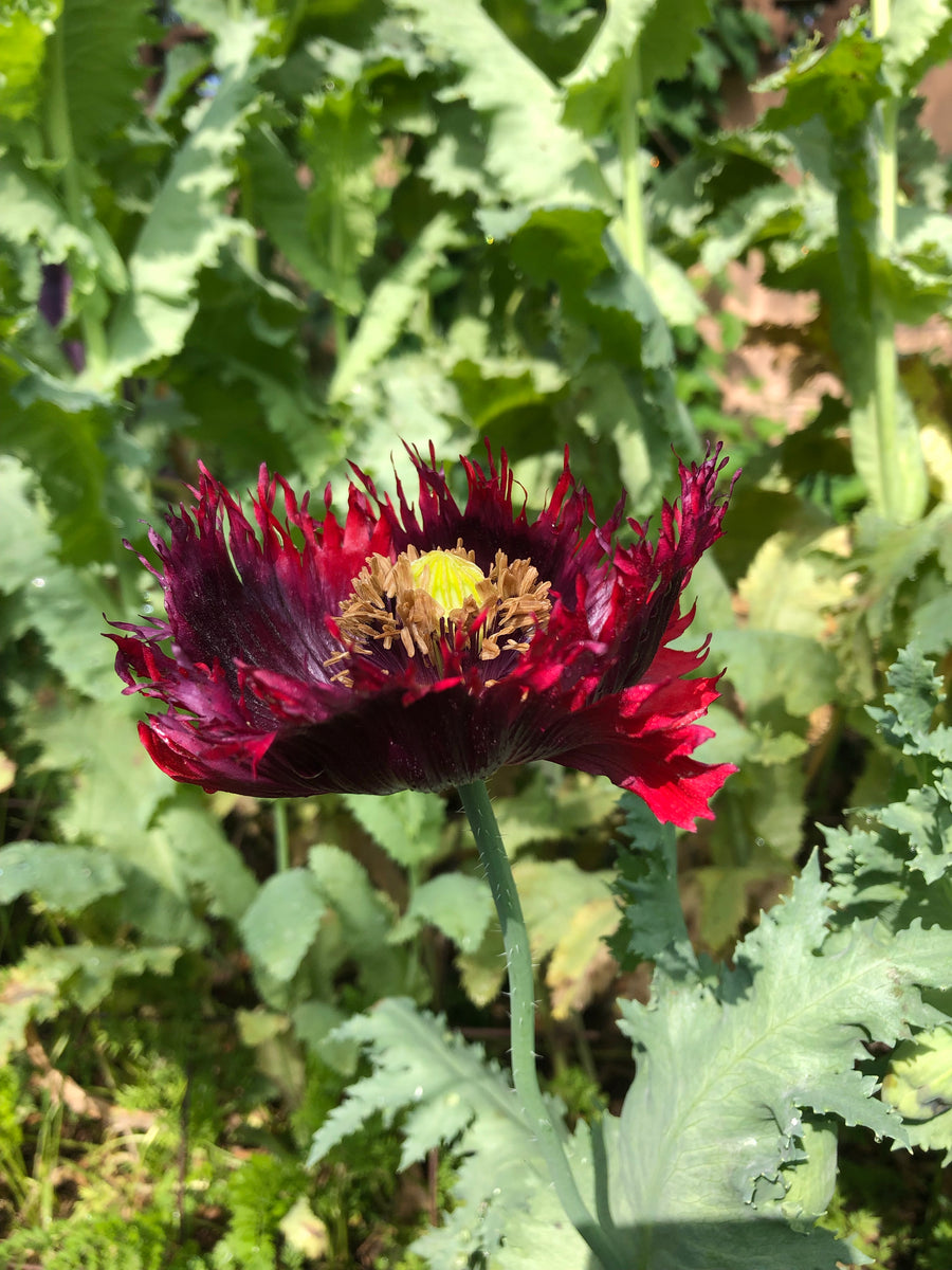 Poppy P. Somniferum (Black Swan) – Starfish Honey